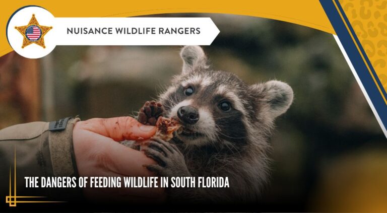 The Dangers of Feeding Local Wildlife