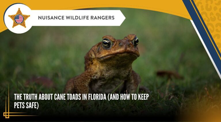 What to Do About Cane Toads in Florida