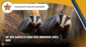 Are There Badgers in Florida? What to Know