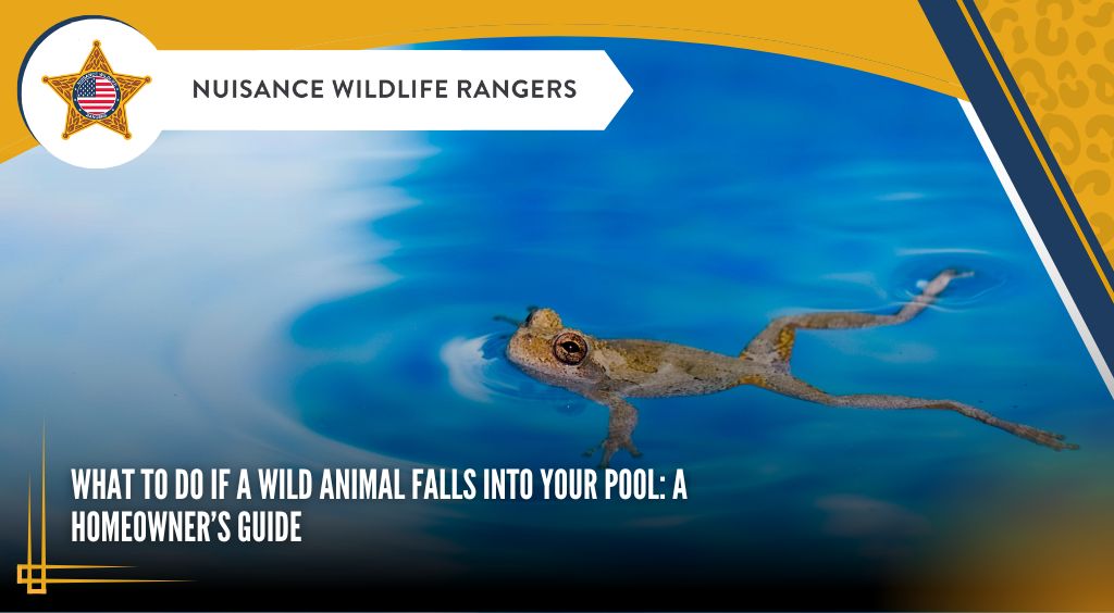 What to Do If a Wild Animal Falls Into Your Pool