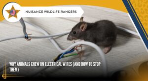 How to Stop Animals From Chewing on Your Electrical Wires